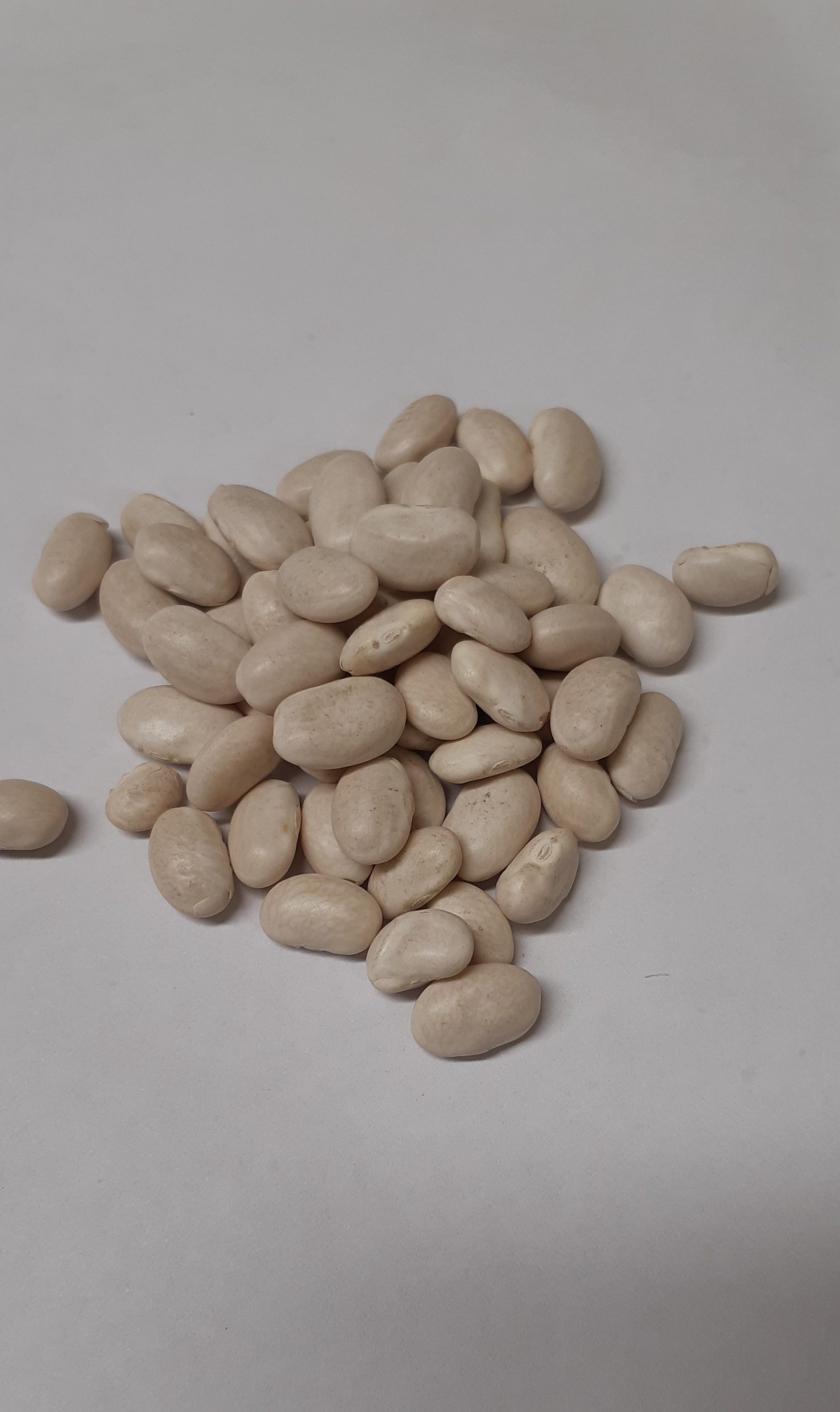 BEANS HARICOT (GREAT NORTHERN) 25KG BAG - Northern Foods